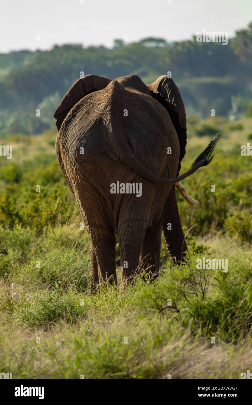 Elephant from behind. An African bush elephant in the grass in Samburu ...