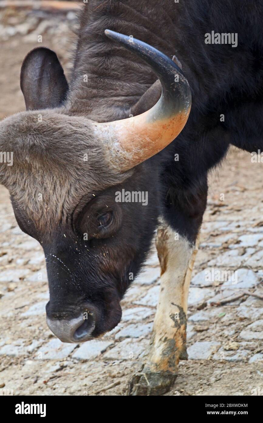 Bos gaurus. The gaur is the largest bovine and is native to South Asia ...