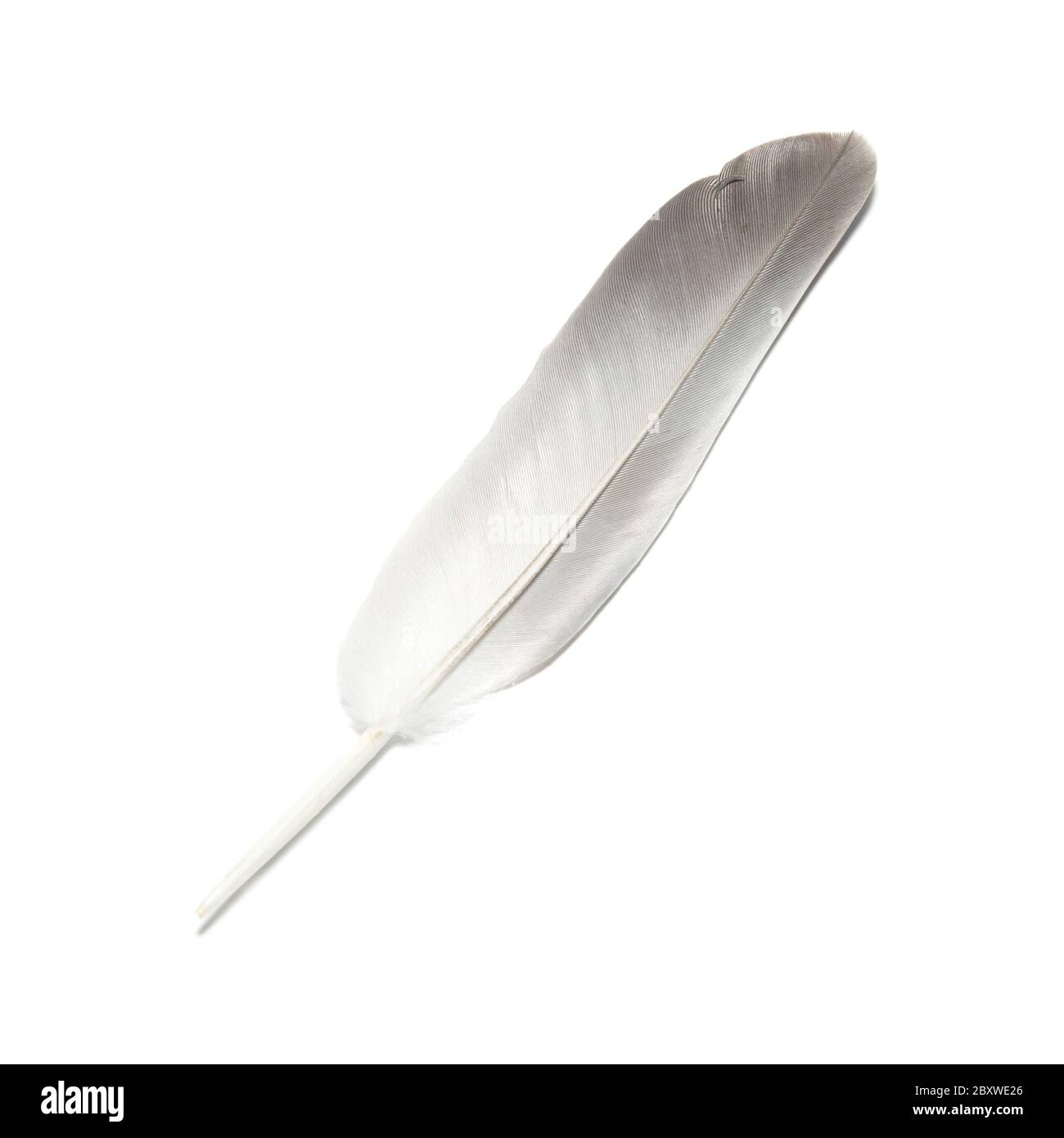 Feather birds hi-res stock photography and images - Alamy