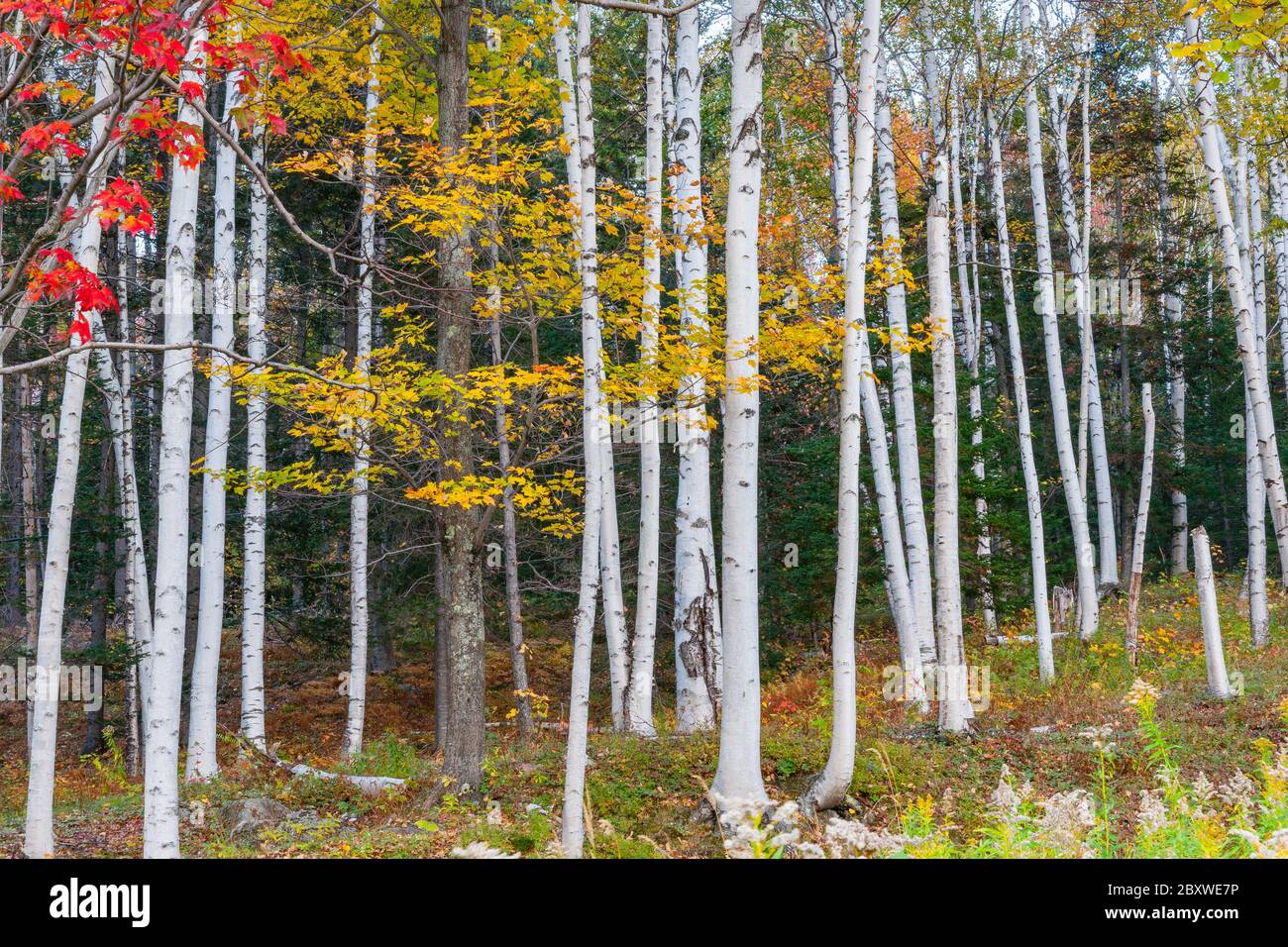 Mountain paper birch tree hi-res stock photography and images - Alamy