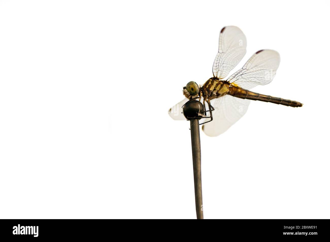 Species of dragon fly Cut Out Stock Images & Pictures - Alamy