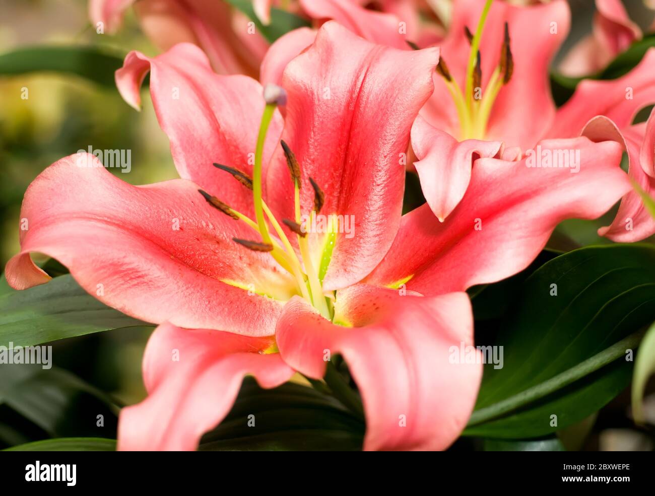 White lily flower petal bud hi-res stock photography and images - Alamy