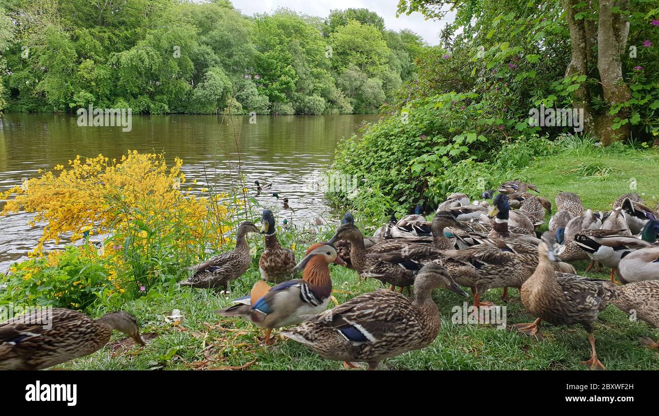 Follow me feather hi-res stock photography and images - Alamy