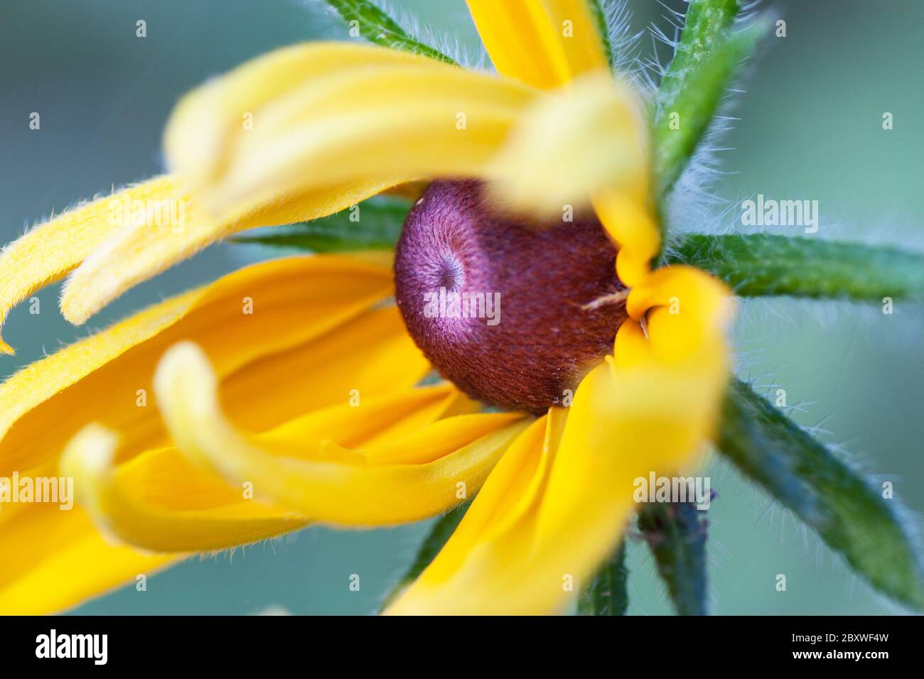 Opening flower hi-res stock photography and images - Alamy