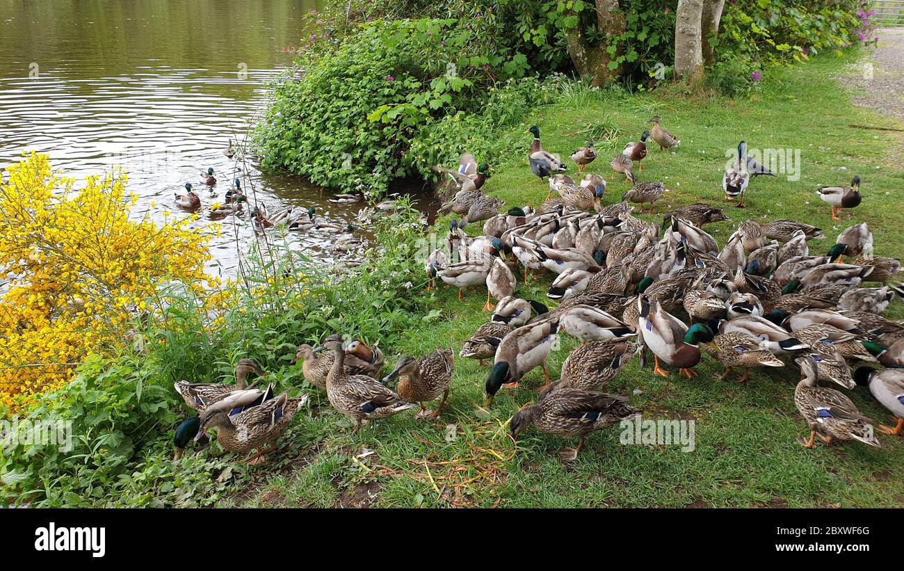 Flock of ducks on side of pond Stock Photo - Alamy