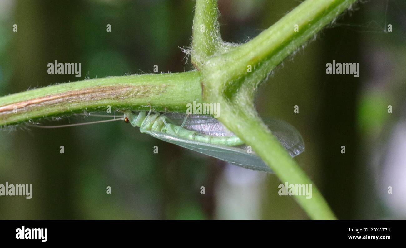 Magheralin, County Armagh, Northern Ireland. 08 June 2020. UK weather ...