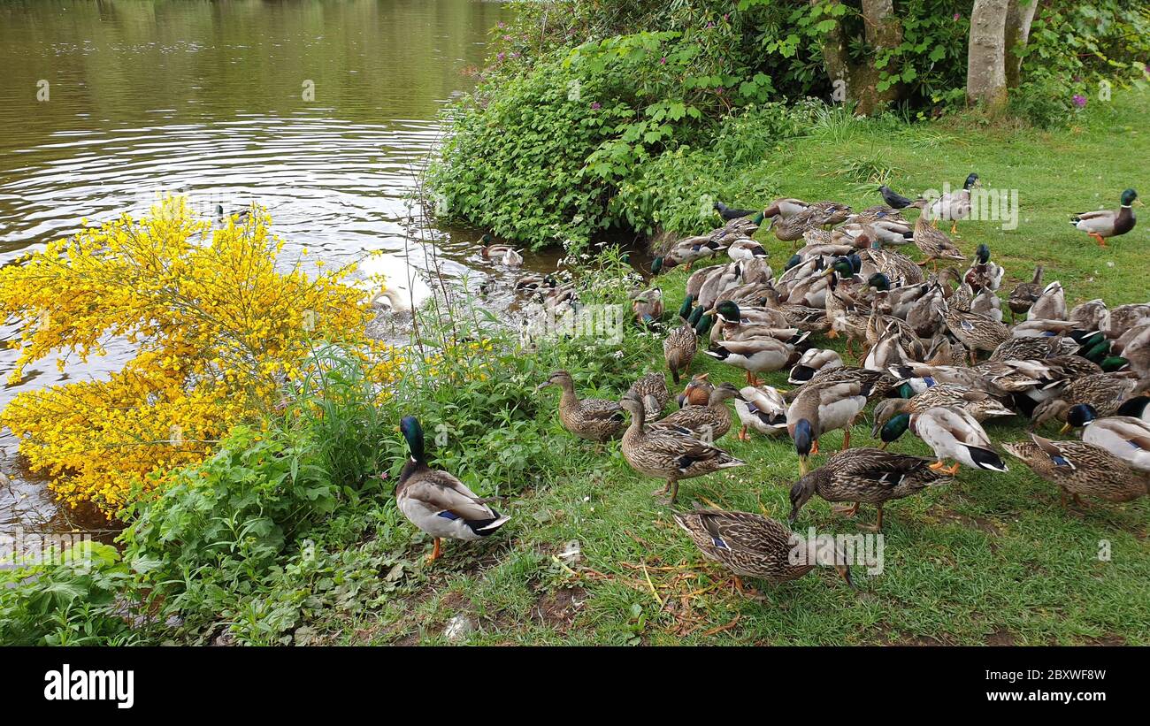 Follow me feather hi-res stock photography and images - Alamy