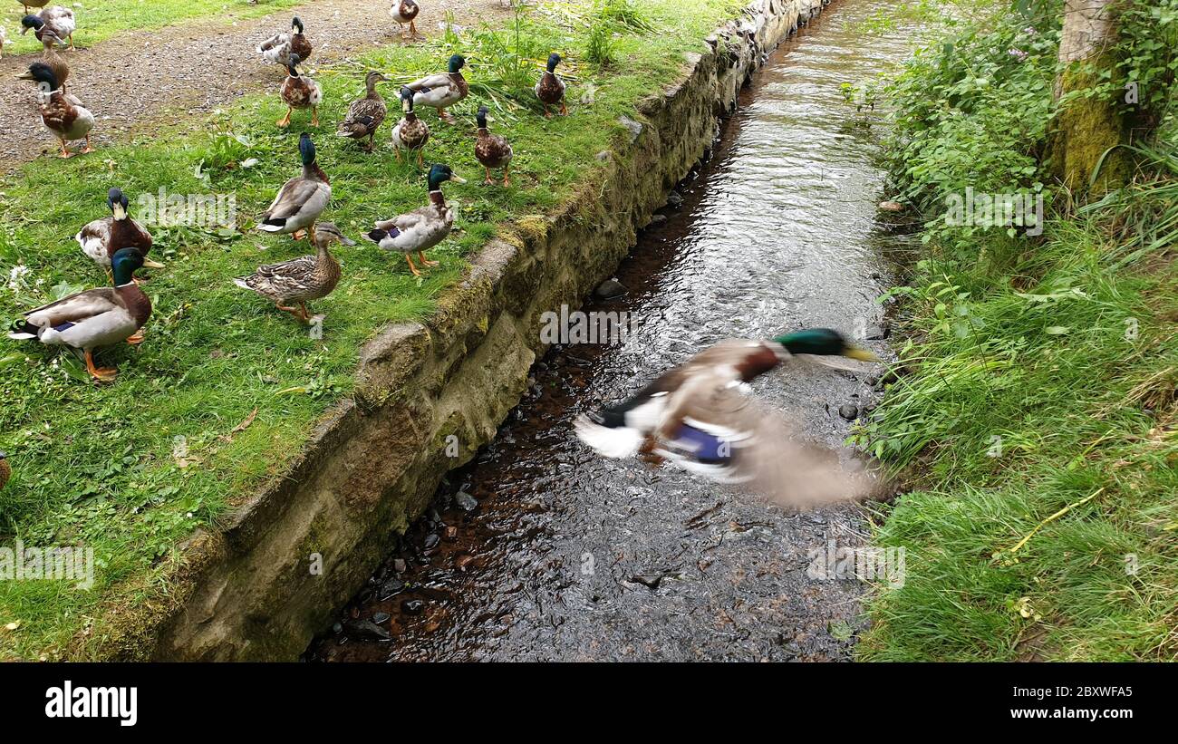 The bridge over the duck pond hi-res stock photography and images - Alamy