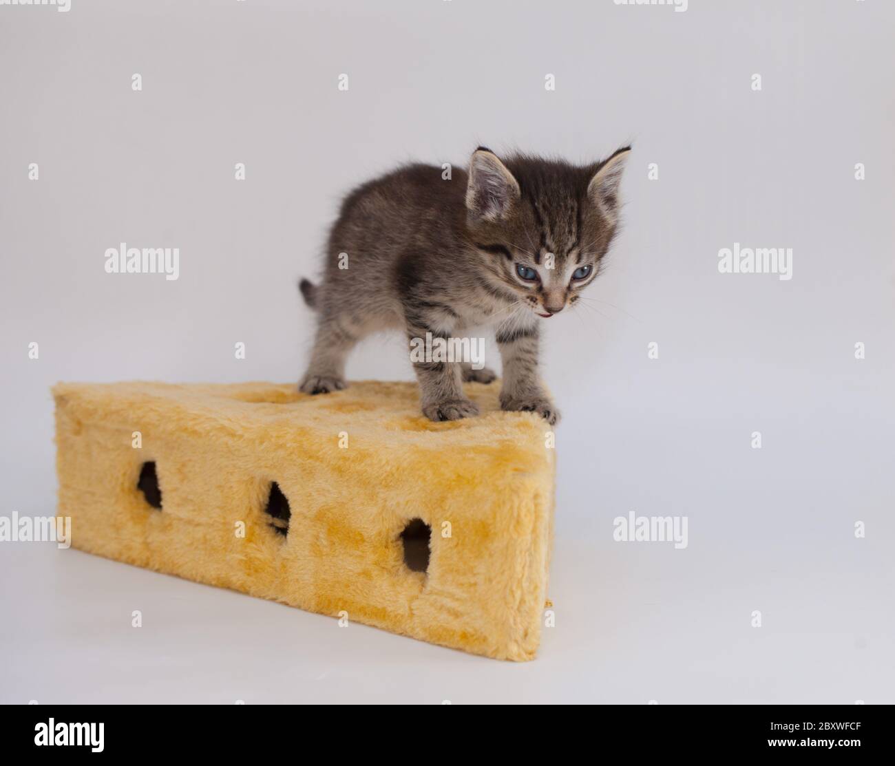 The gray cat is sitting on a huge piece of cheese. Beautiful and cute ...