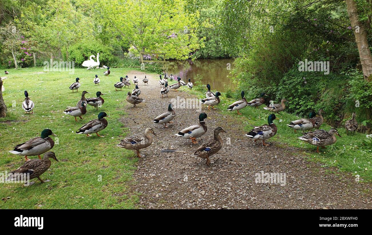 Ducks on side of duck pond Stock Photo - Alamy
