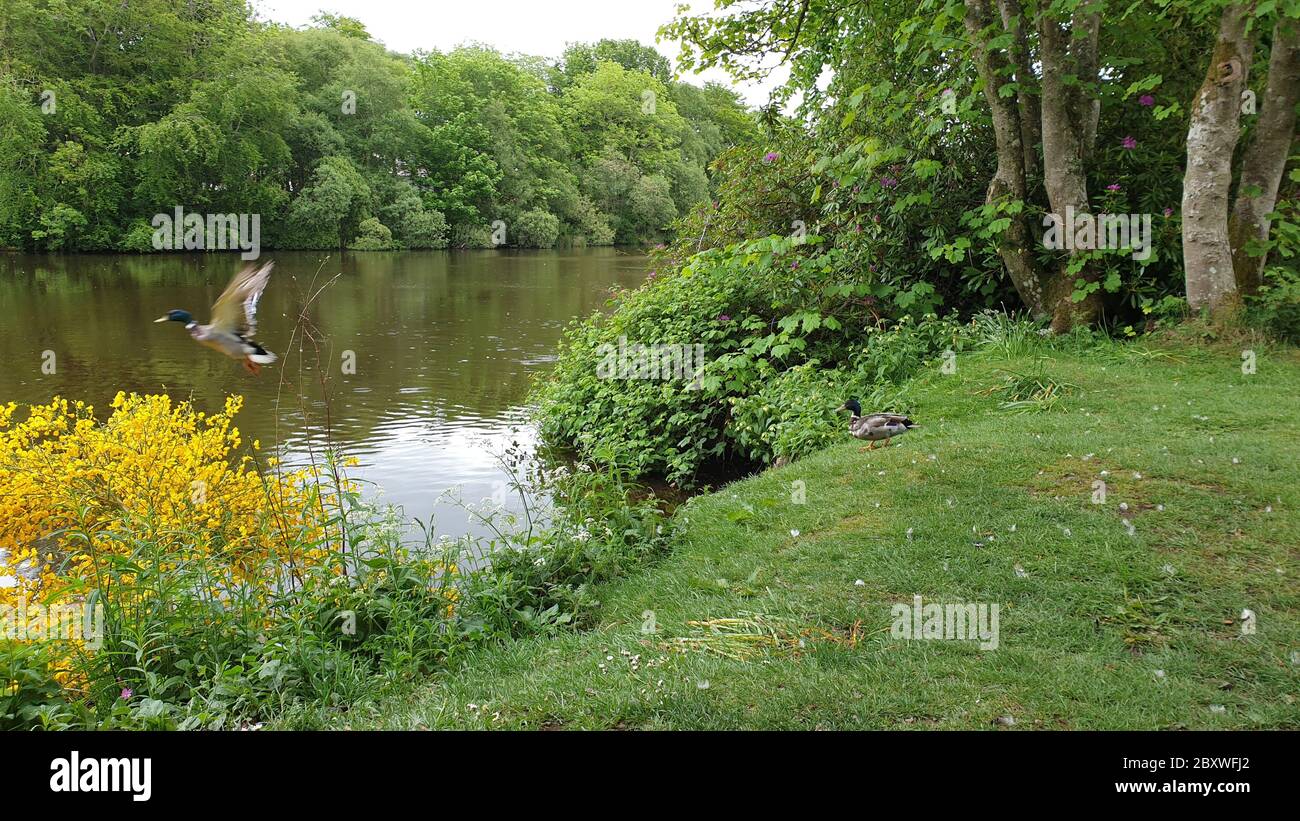 The bridge over the duck pond hi-res stock photography and images - Alamy