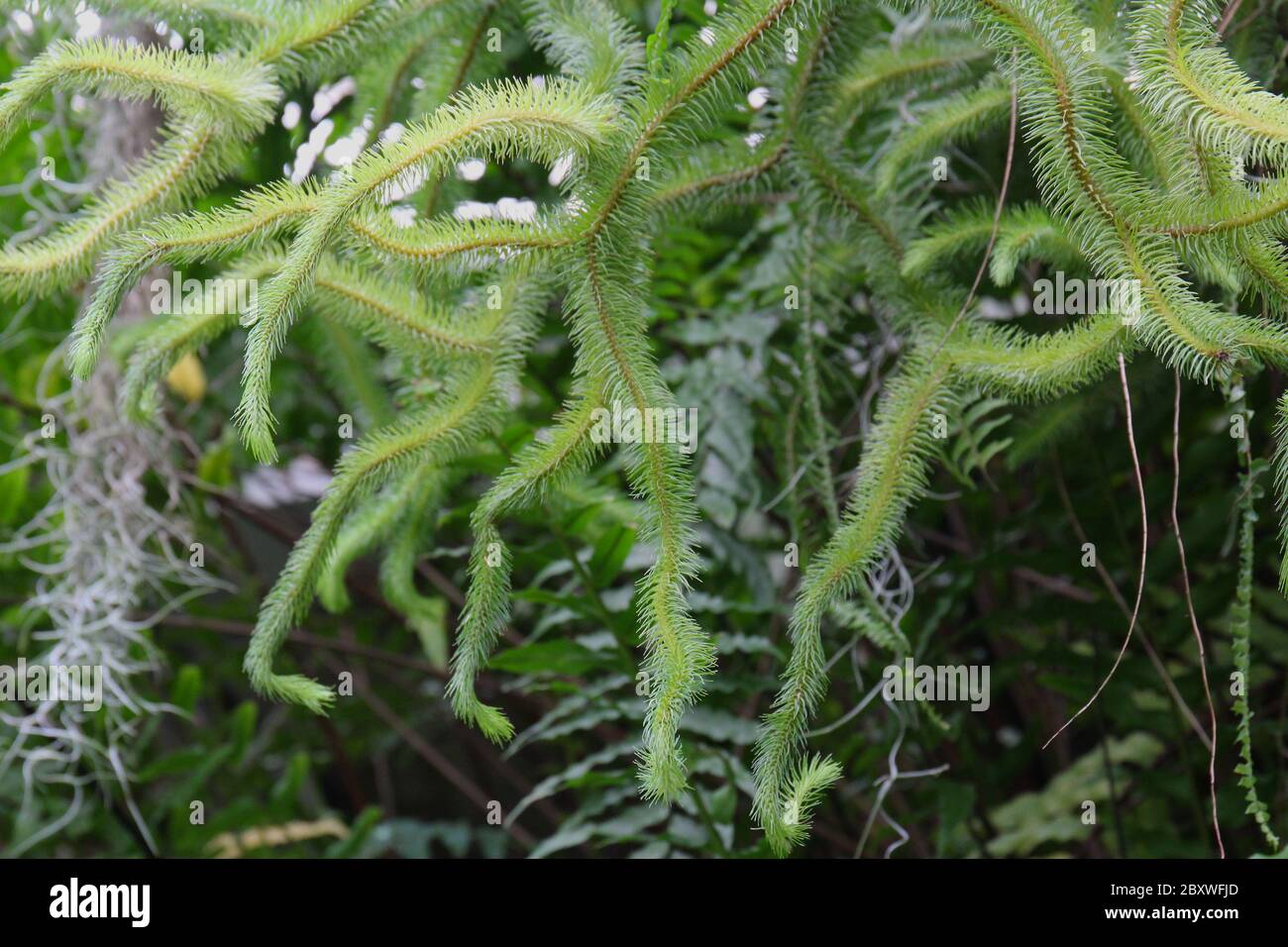 Curling branches hi-res stock photography and images - Alamy