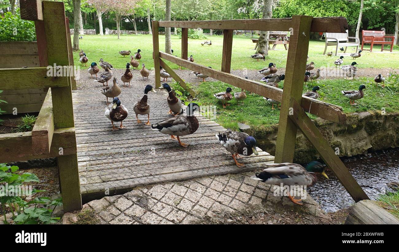 The bridge over the duck pond hi-res stock photography and images - Alamy
