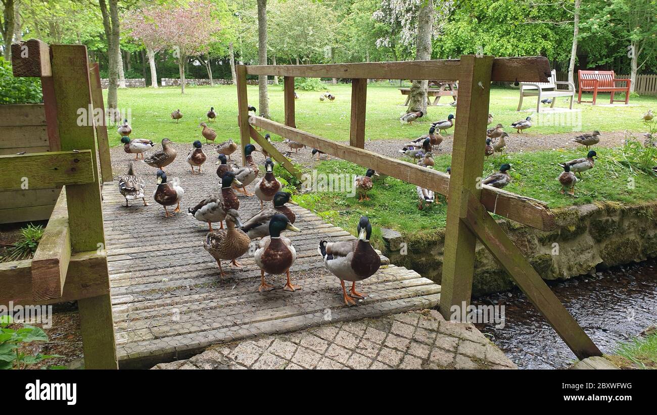 Ducks walking over wooden bridge Stock Photo - Alamy