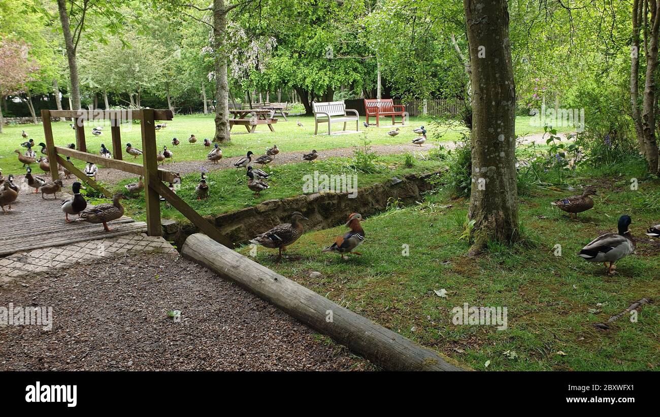 The bridge over the duck pond hi-res stock photography and images - Alamy