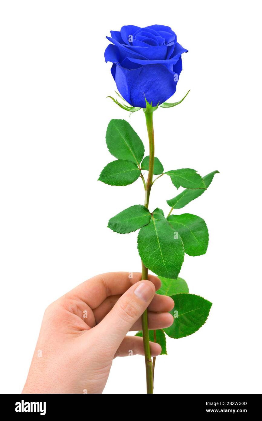 Blue rose in hand Stock Photo - Alamy