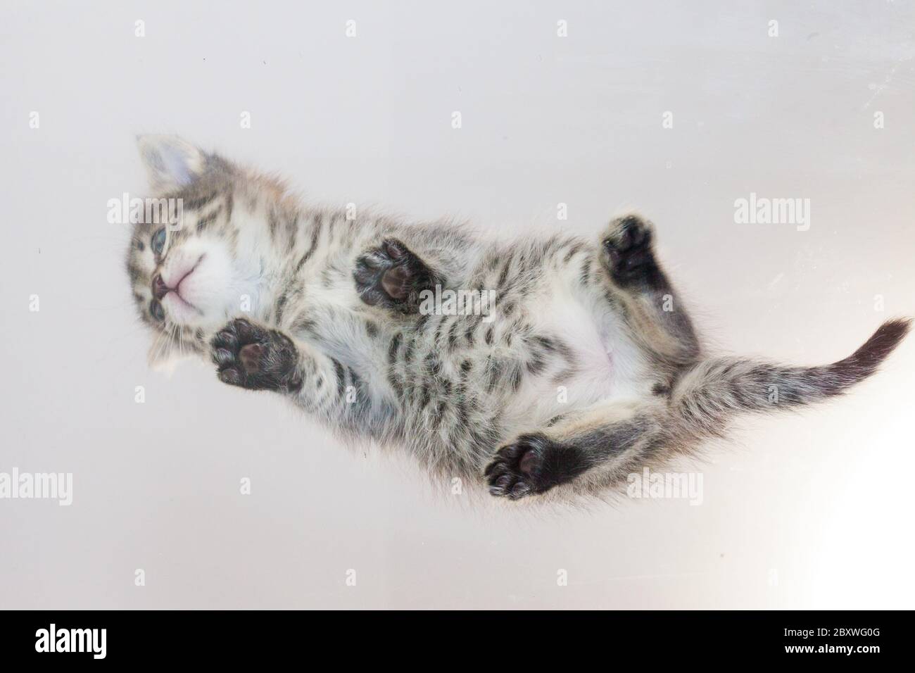 Kitten top down view. Tabby kitten Stock Photo - Alamy