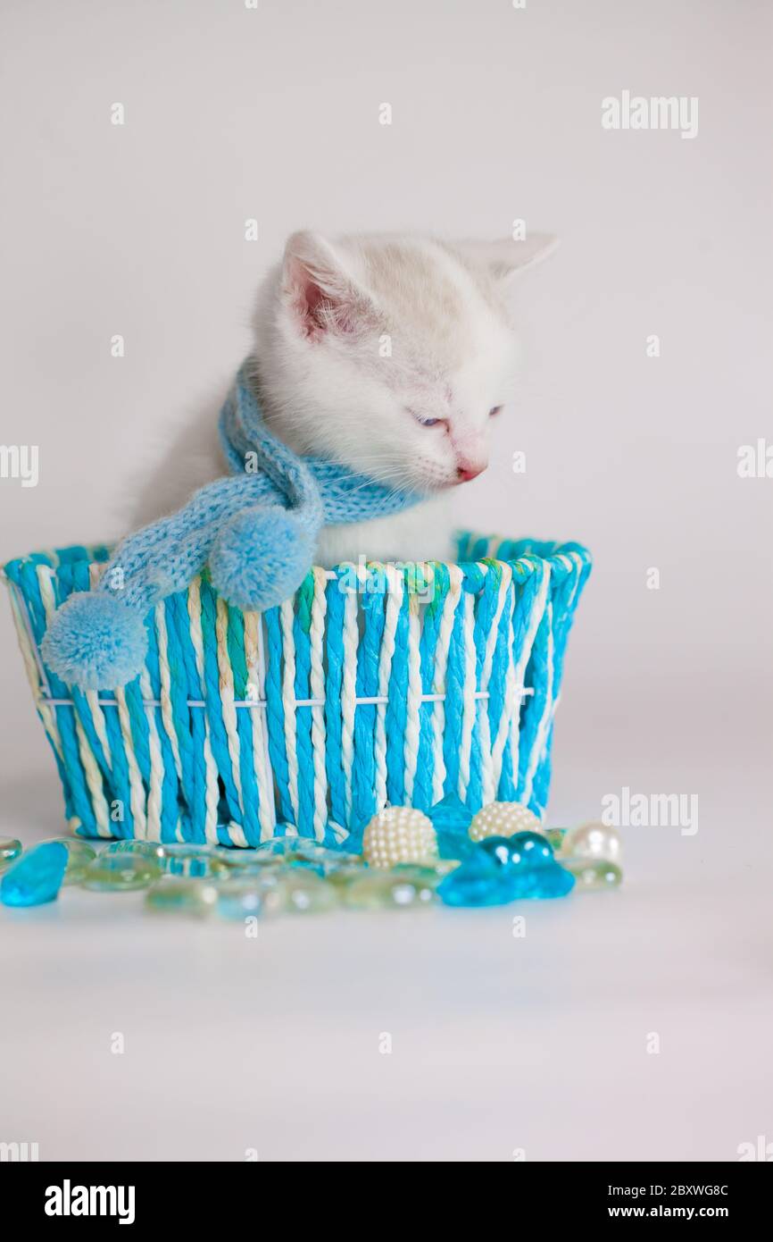 Snow-white kitten on a white background in a blue gift box Stock Photo ...