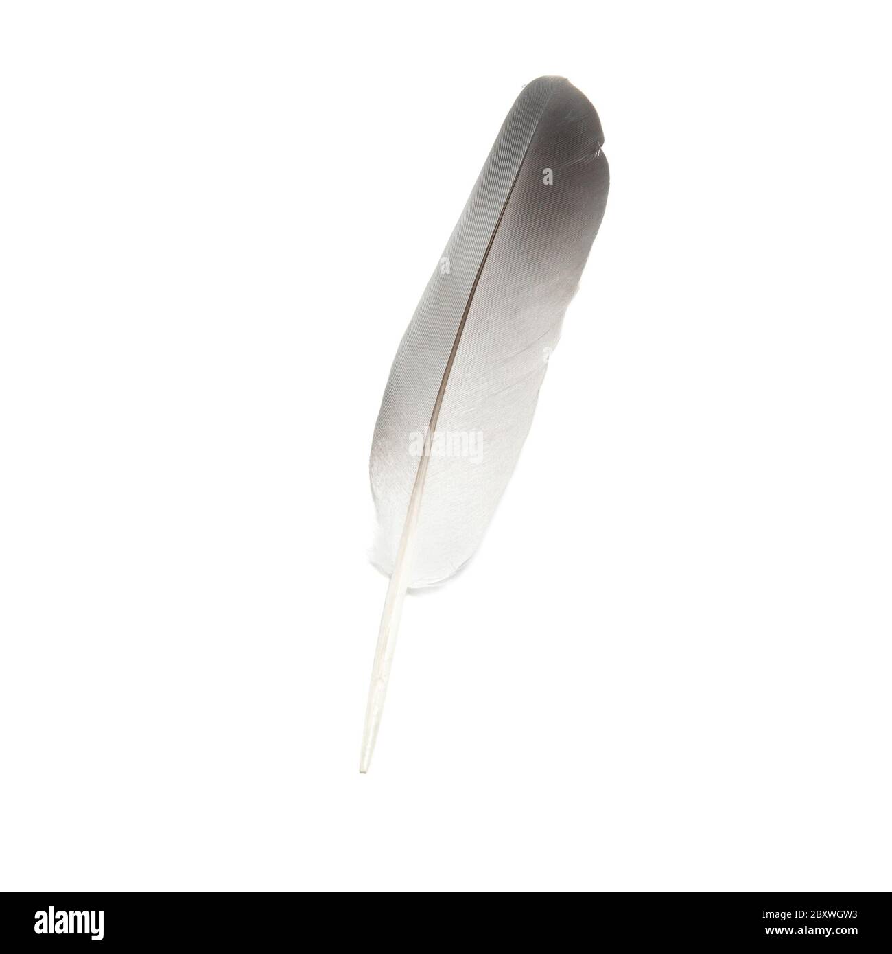 Feather birds hi-res stock photography and images - Alamy