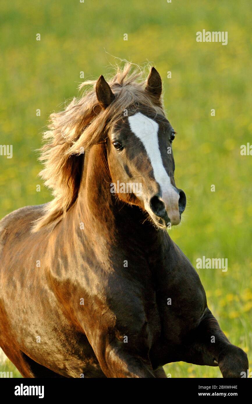 Welsh cob stallion hi-res stock photography and images - Alamy