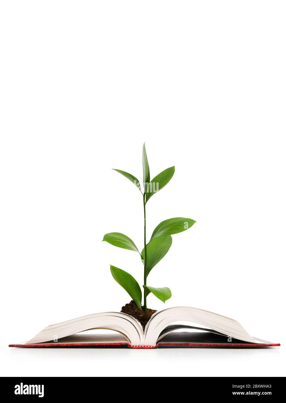 Knowledge concept - Leaves growing out of book Stock Photo - Alamy
