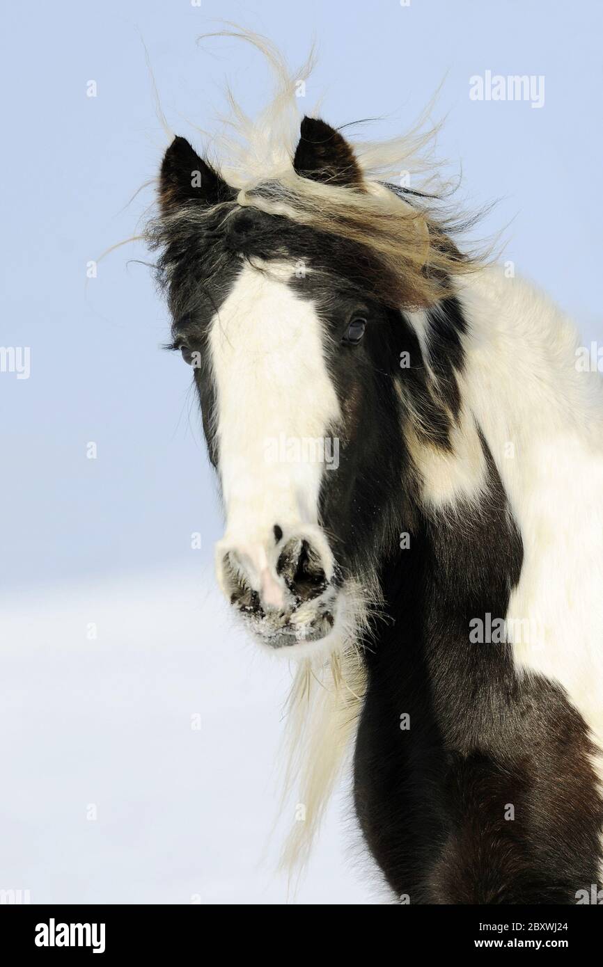 irish cob, tinker horse Stock Photo - Alamy