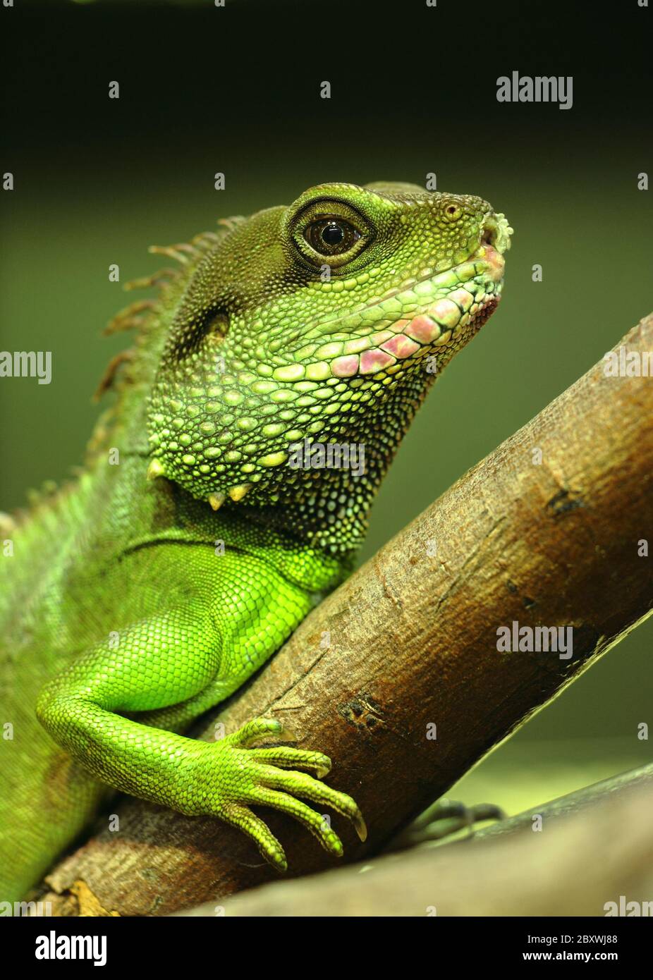 Iguana side profile hi-res stock photography and images - Alamy