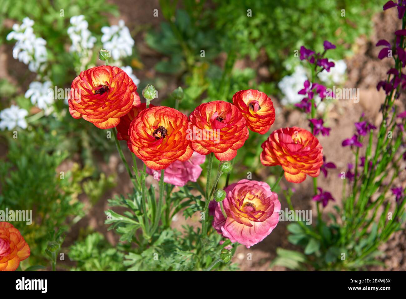 some striking flowers in spring with vivid colors Stock Photo - Alamy