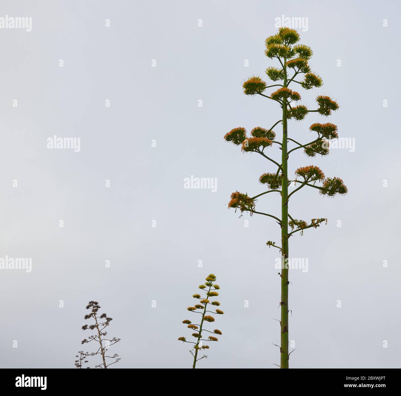 A gigantic pita flower, typical plant of the Almeria desert, Spain ...
