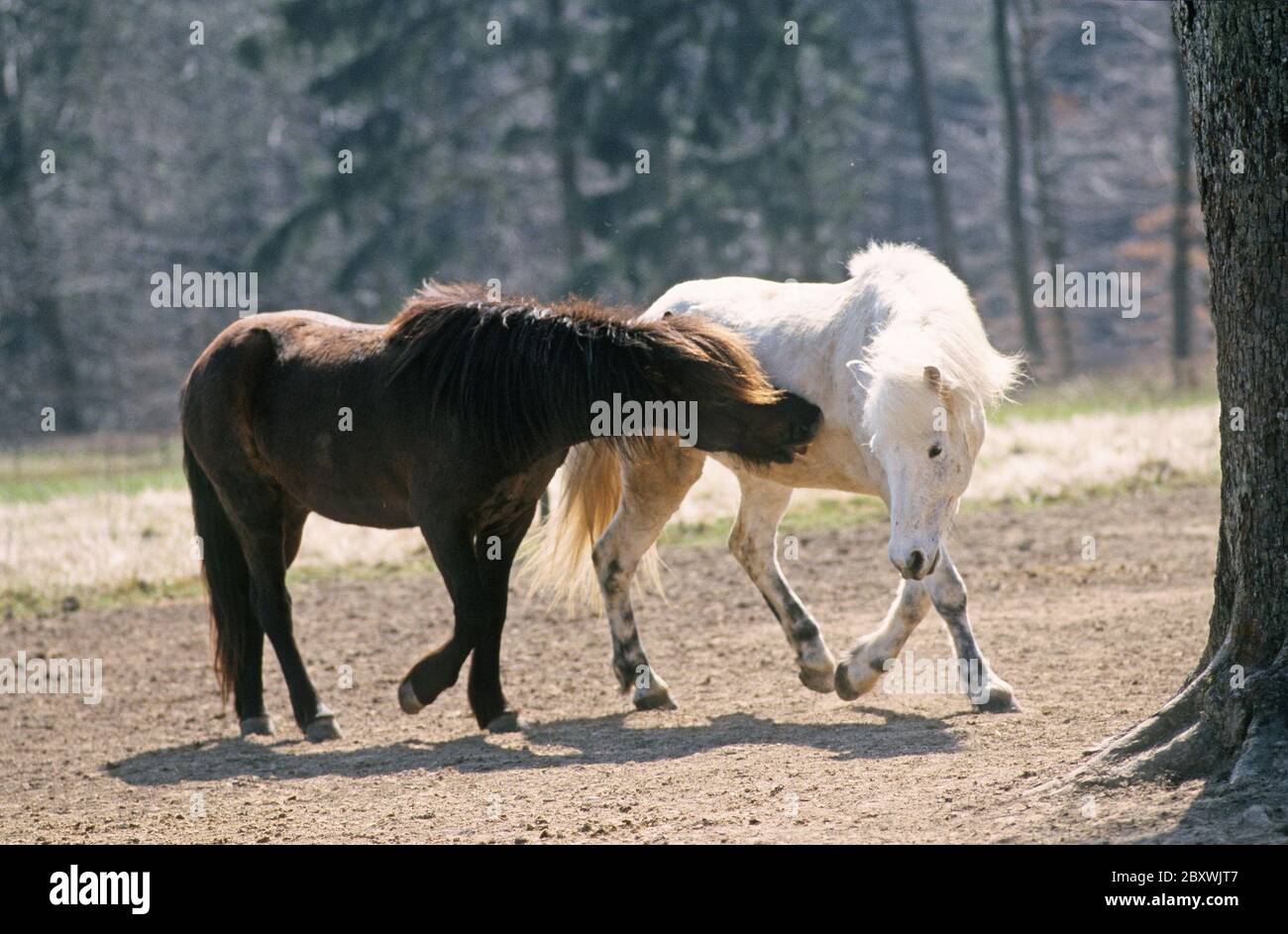 Stallions hi-res stock photography and images - Alamy