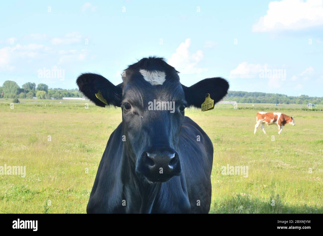 Cow in the green field in Denmark Stock Photo - Alamy