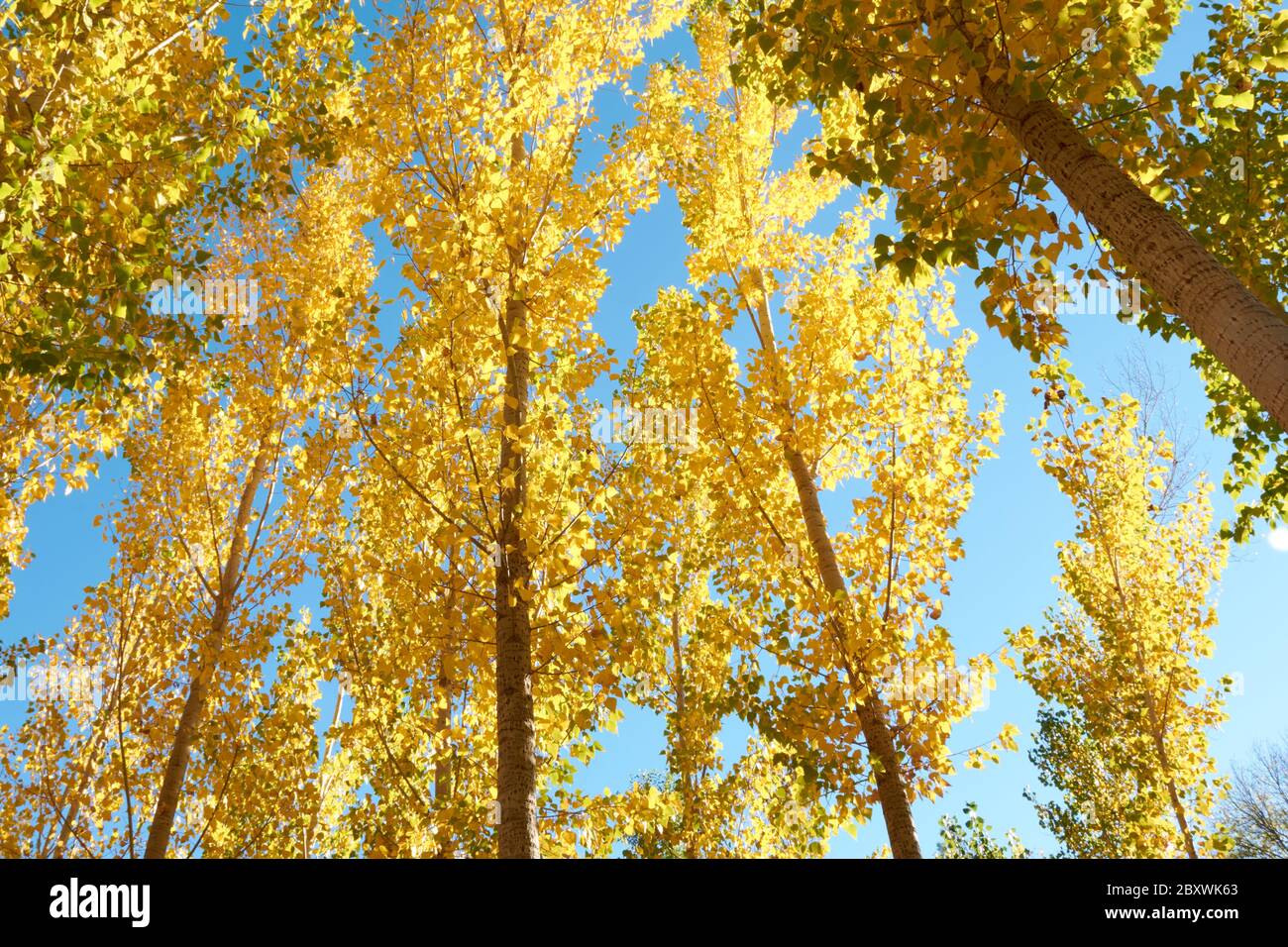 A beautiful elm forest in the middle of autumn Stock Photo - Alamy