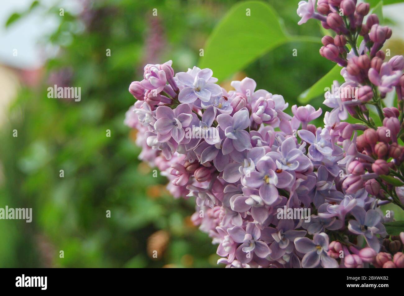 Blue lilac colour hi-res stock photography and images - Alamy