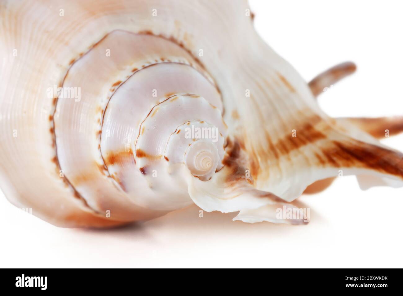 Fractal Shell High Resolution Stock Photography and Images - Alamy