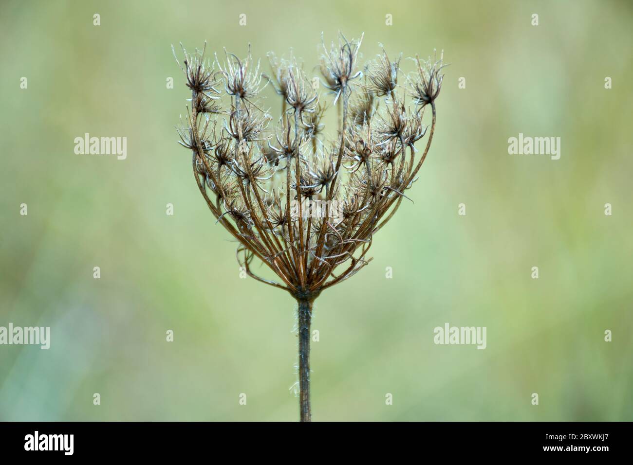 Sere flower hi-res stock photography and images - Alamy