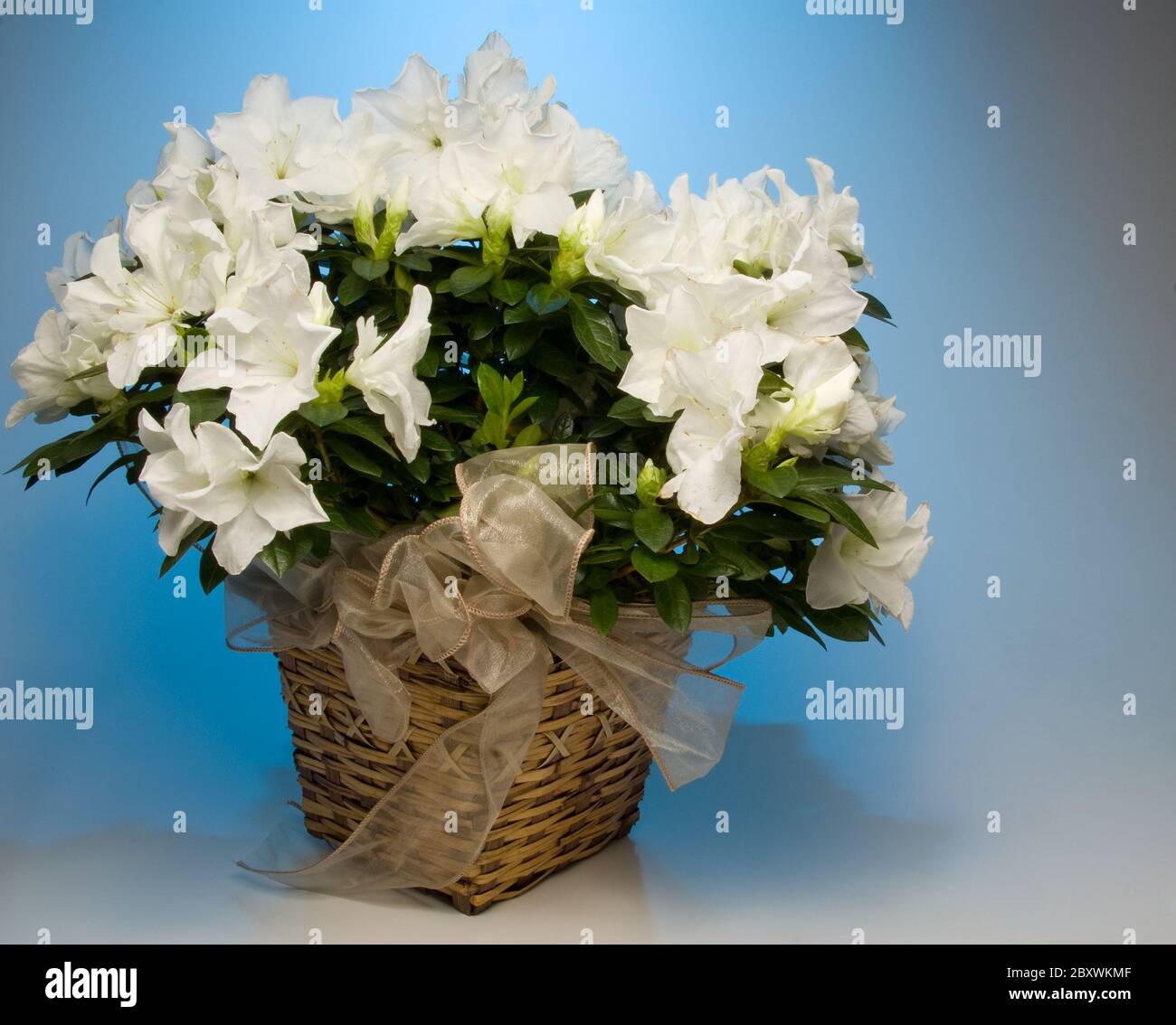 Azalea stamen hi-res stock photography and images - Alamy