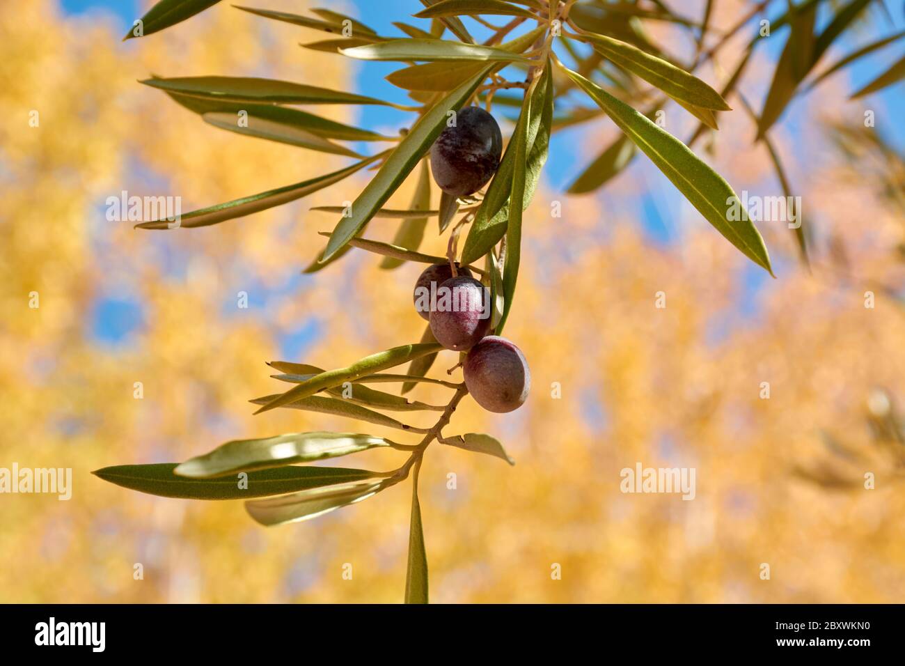 Several unripened green olives Stock Photo - Alamy