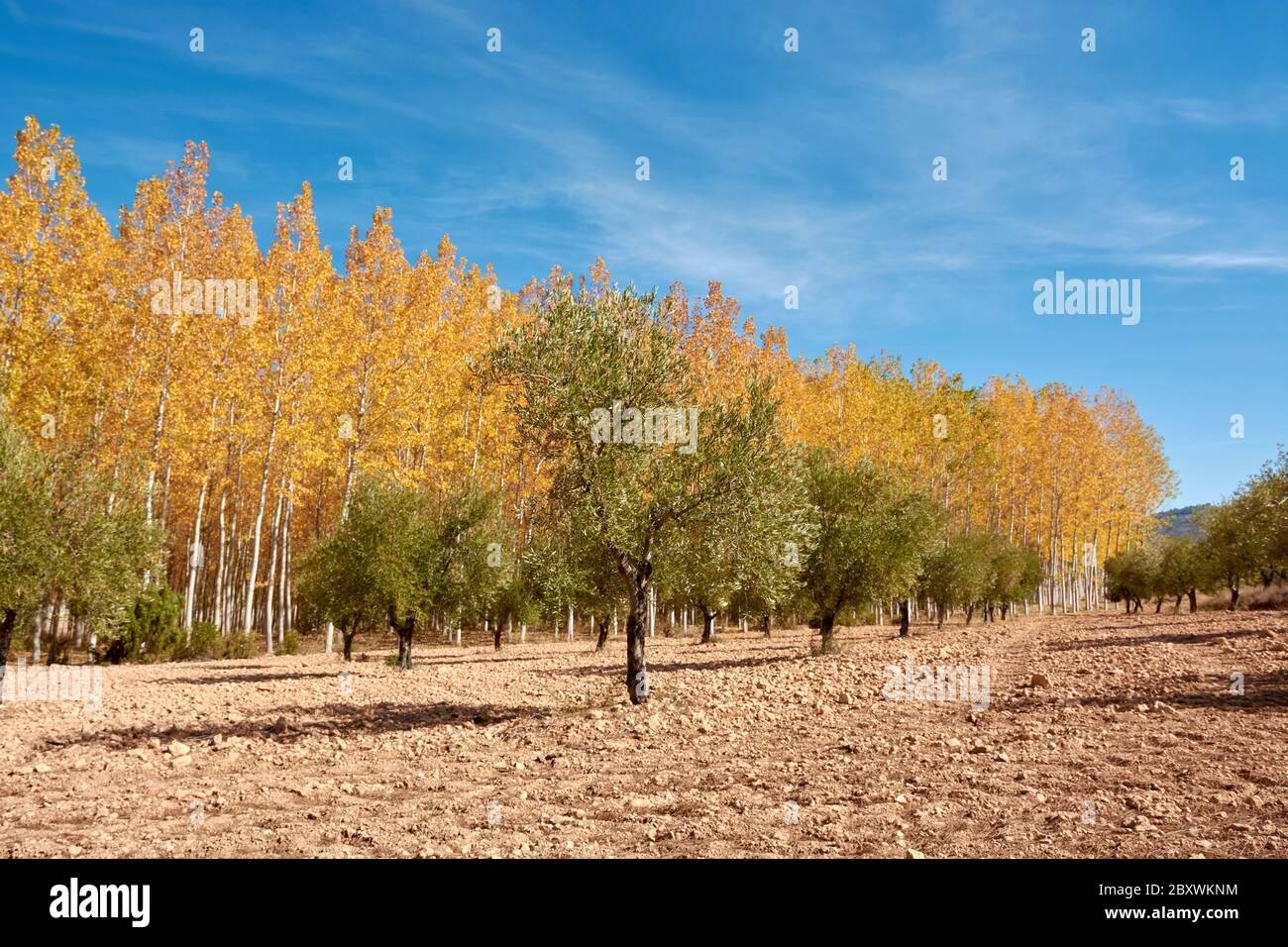 Olive trees with yellow sky and sun hi-res stock photography and images ...