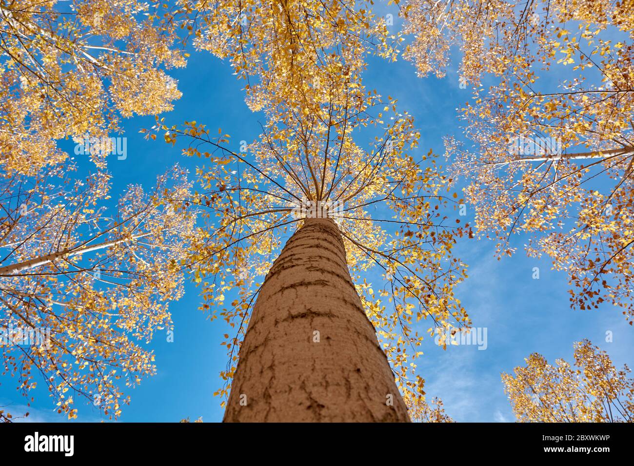 A beautiful elm forest in the middle of autumn Stock Photo - Alamy