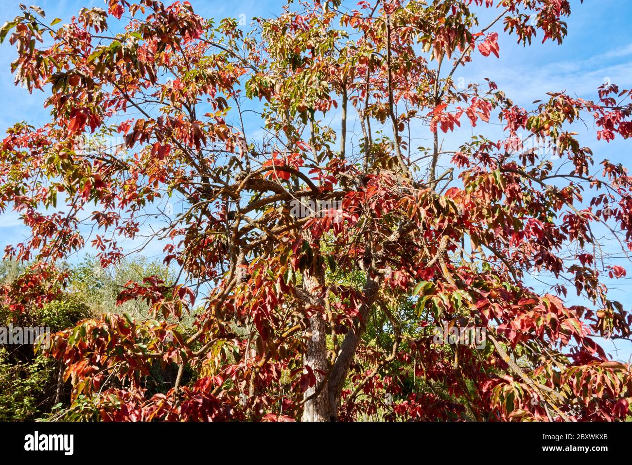 A magnificent kaki tree with its fruits in autumn Stock Photo - Alamy