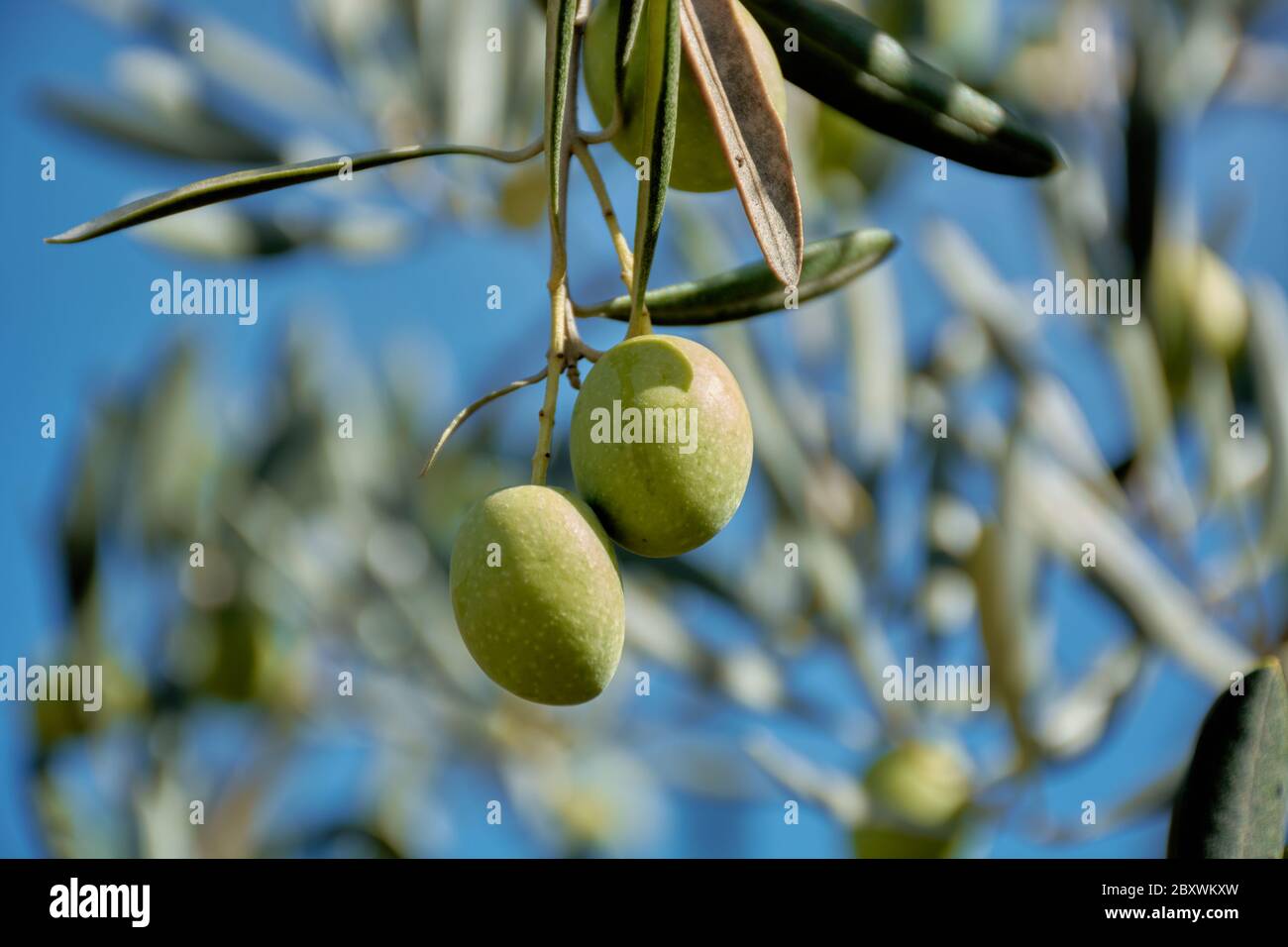 Europa olives hi-res stock photography and images - Alamy