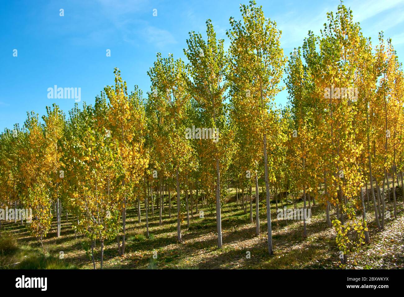 Elm Forest High Resolution Stock Photography and Images - Alamy