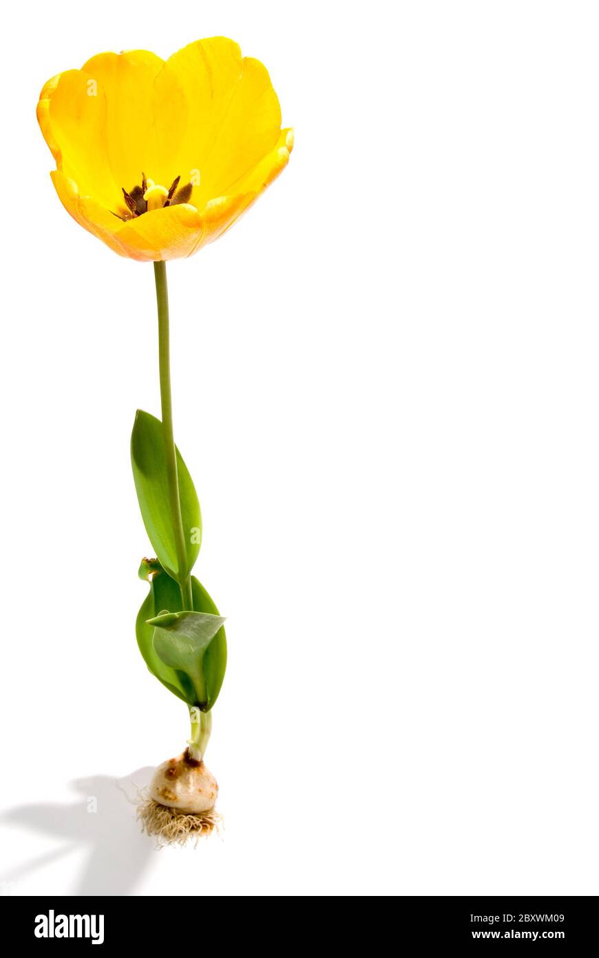 Young tulip bulb and roots hi-res stock photography and images - Alamy