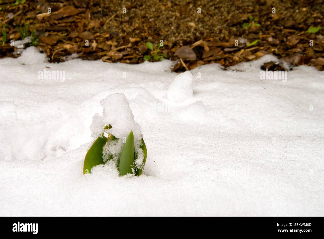 Tulip Sprout in the Snow Stock Photo - Alamy