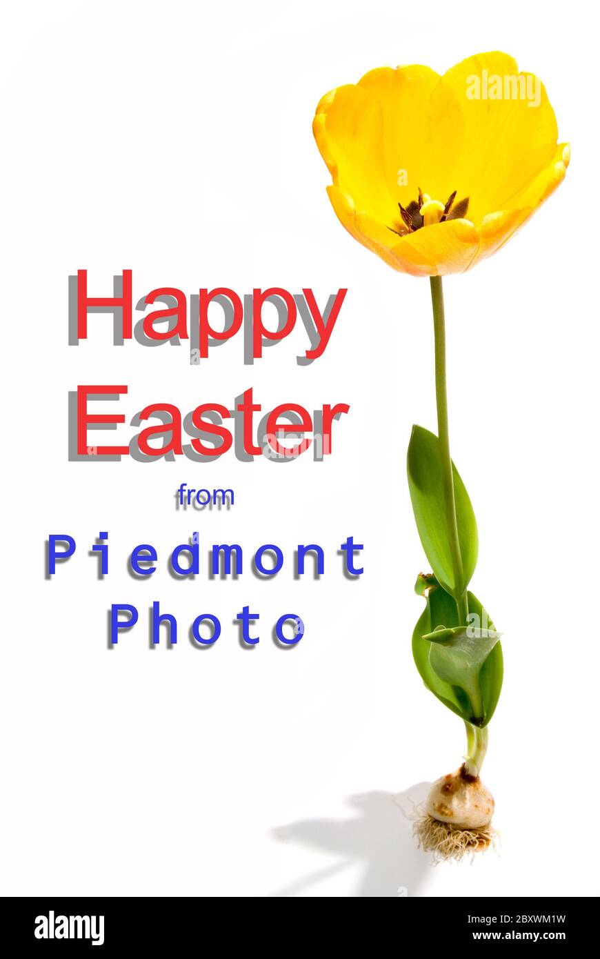 Small tulip Cut Out Stock Images & Pictures - Alamy