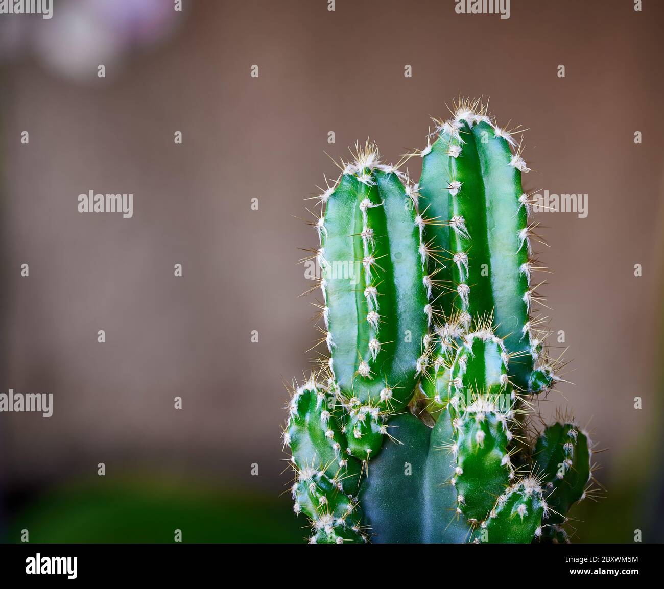 Sharp leaves hi-res stock photography and images - Alamy