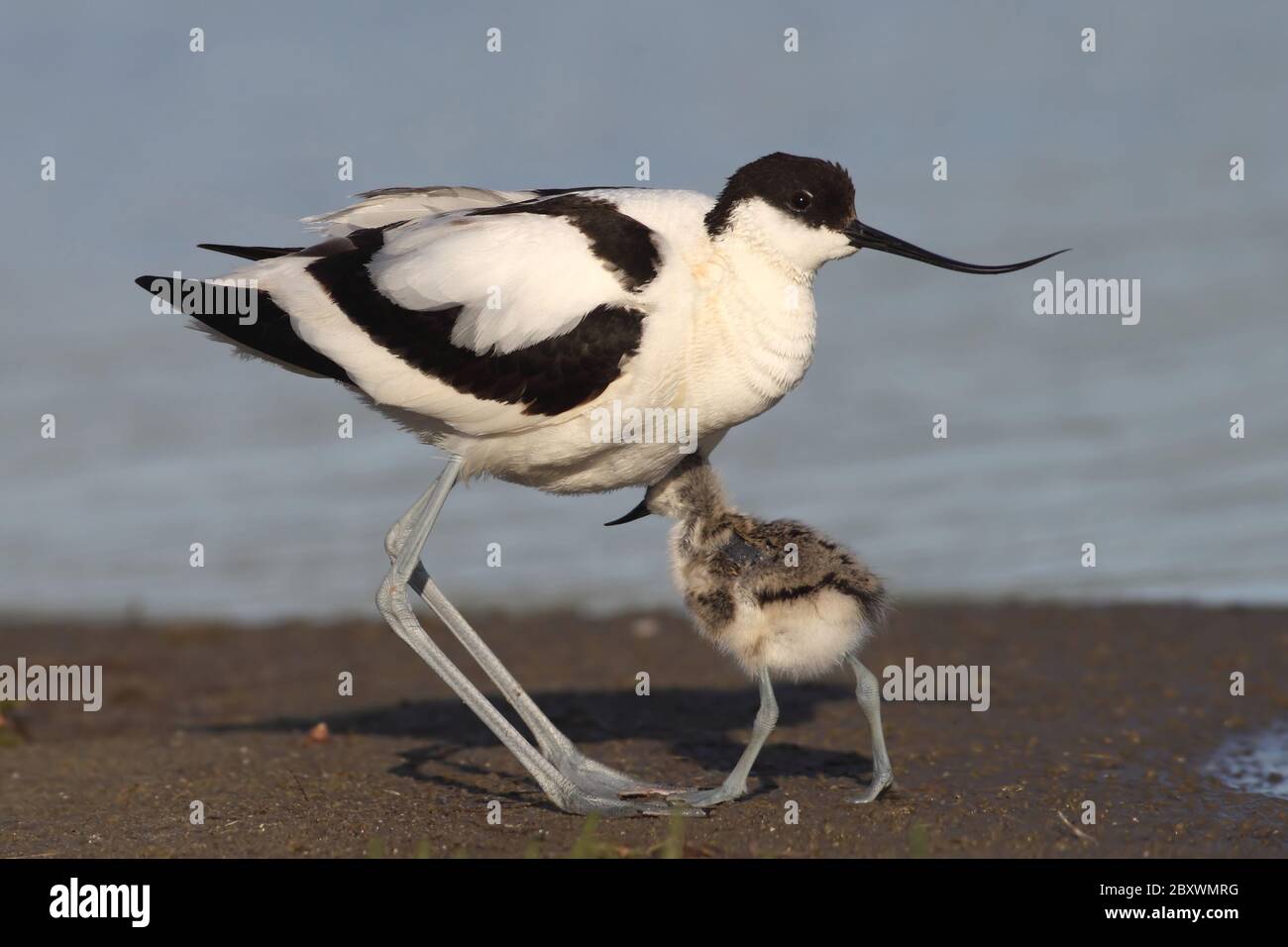 Avocet european hi-res stock photography and images - Alamy