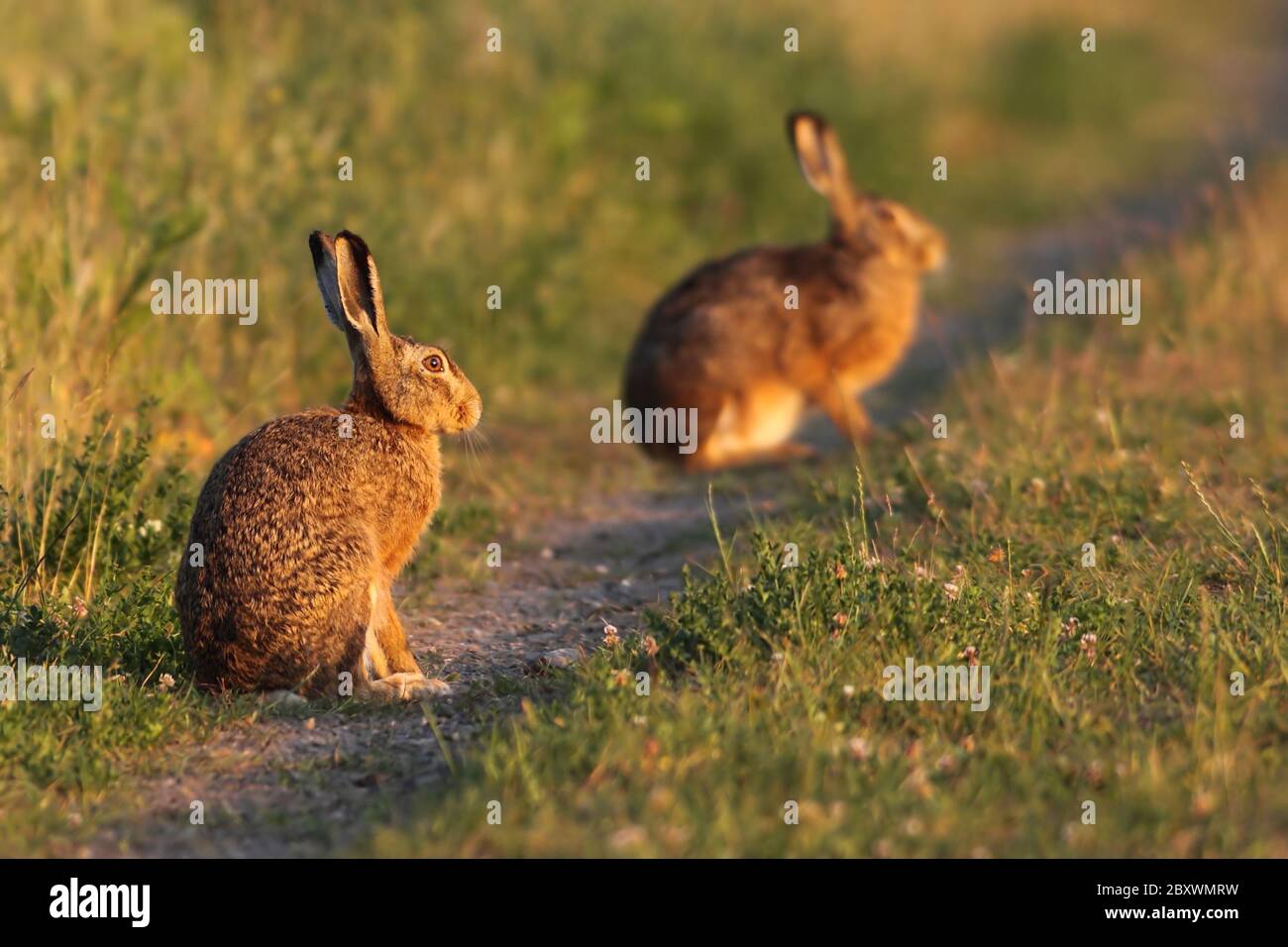 European Brown Hare, Lepus europaeus Stock Photo - Alamy