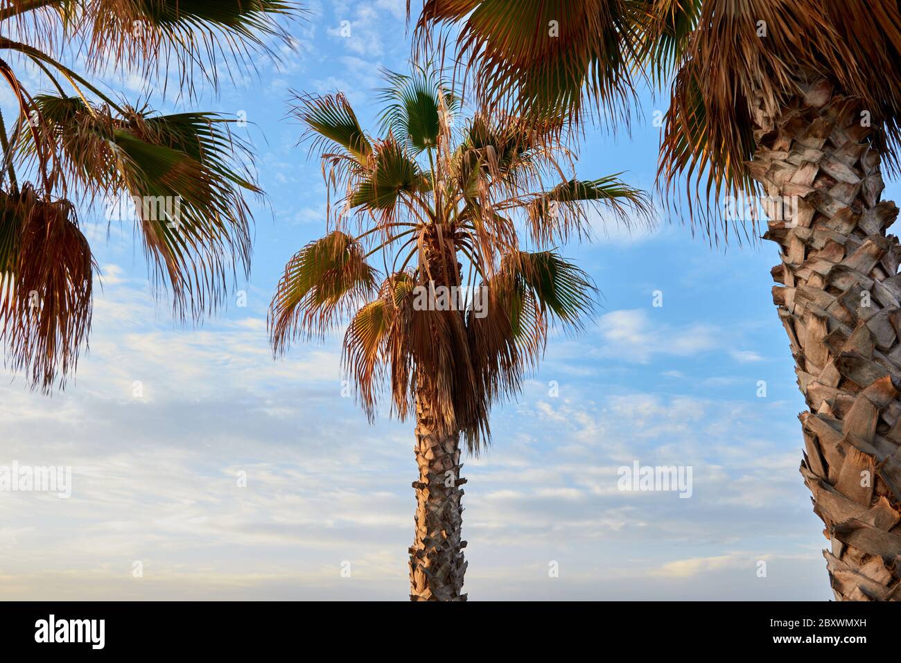 Palm on beach nice hi-res stock photography and images - Alamy
