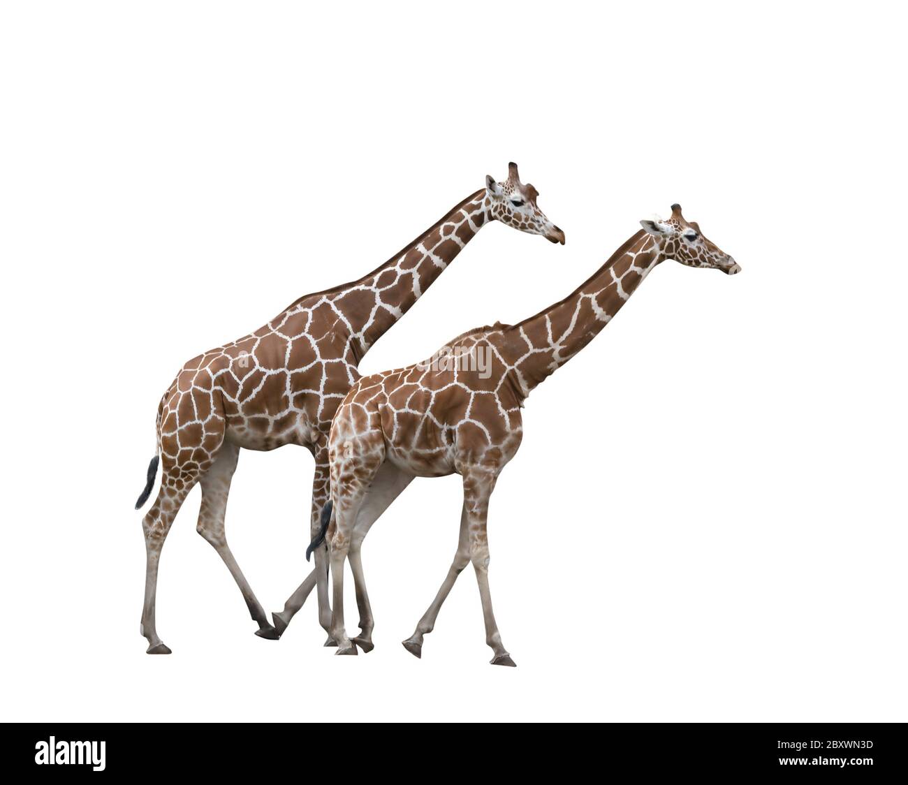 Two walking giraffes isolated on white background Stock Photo - Alamy